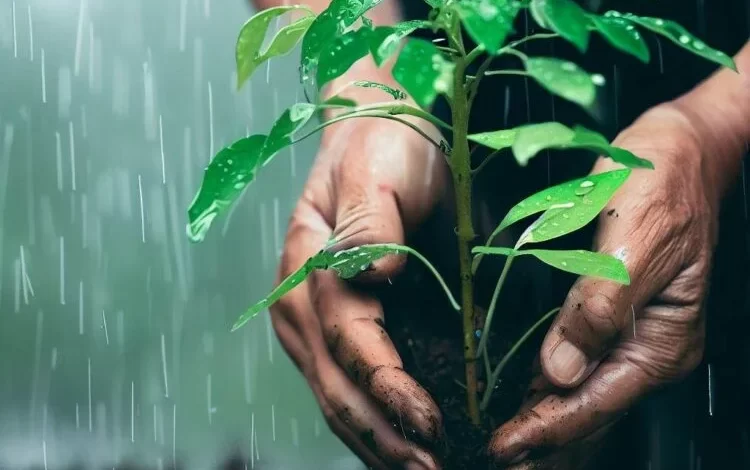 Revive the Rain: The Power of Planting Trees