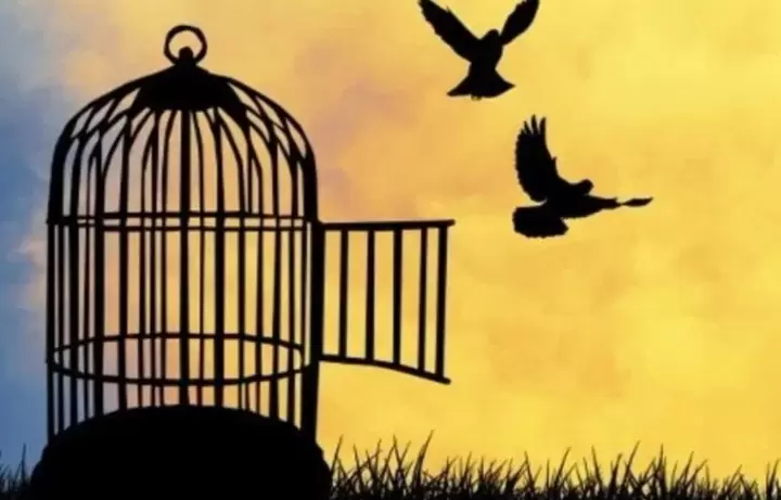 The Beauty of Birds Lies in Their Freedom: Why We Should Rethink ...