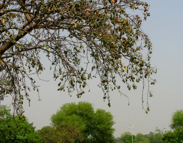 Neglect Dries Up Olive Trees at Tarnab Farm, Peshawar, Impacting Oil ...