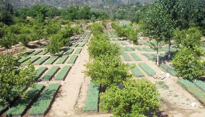 Green Pakistan Program Falls Short: Over 1 Billion Saplings Missed from ...