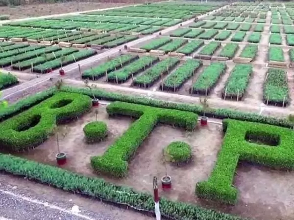 Khyber Pakhtunkhwa's Forests Absorb 50% of the Country's Carbon Emissions