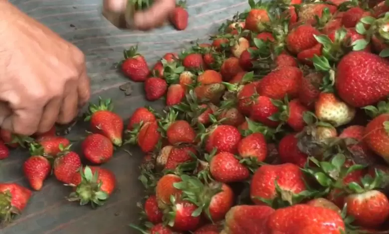 Strawberry Farming in Charsadda Sees a Revolution with Tunnel Farming