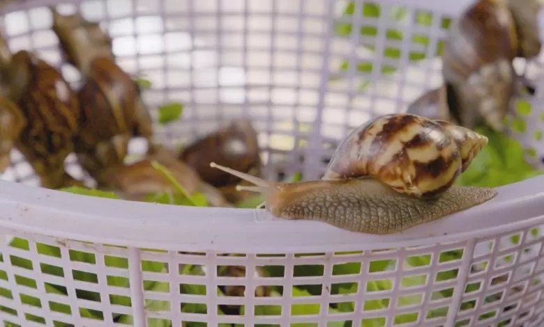 Snail Slime: A Natural Skincare Revolution With Economic Potential for ...