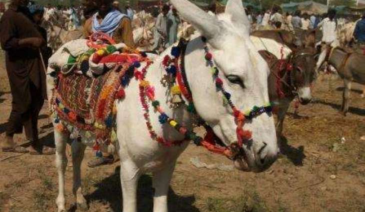 Quirky Donkeys Like Atom Bomb, Madhuri Steal the Show at Badin’s ...