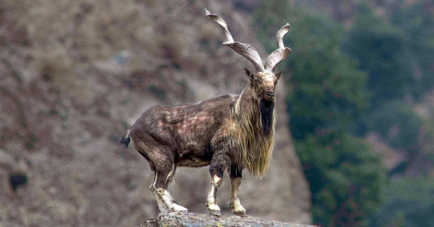 Federal–Provincial Clash Erupts Over Markhor Trophy Hunting in KP