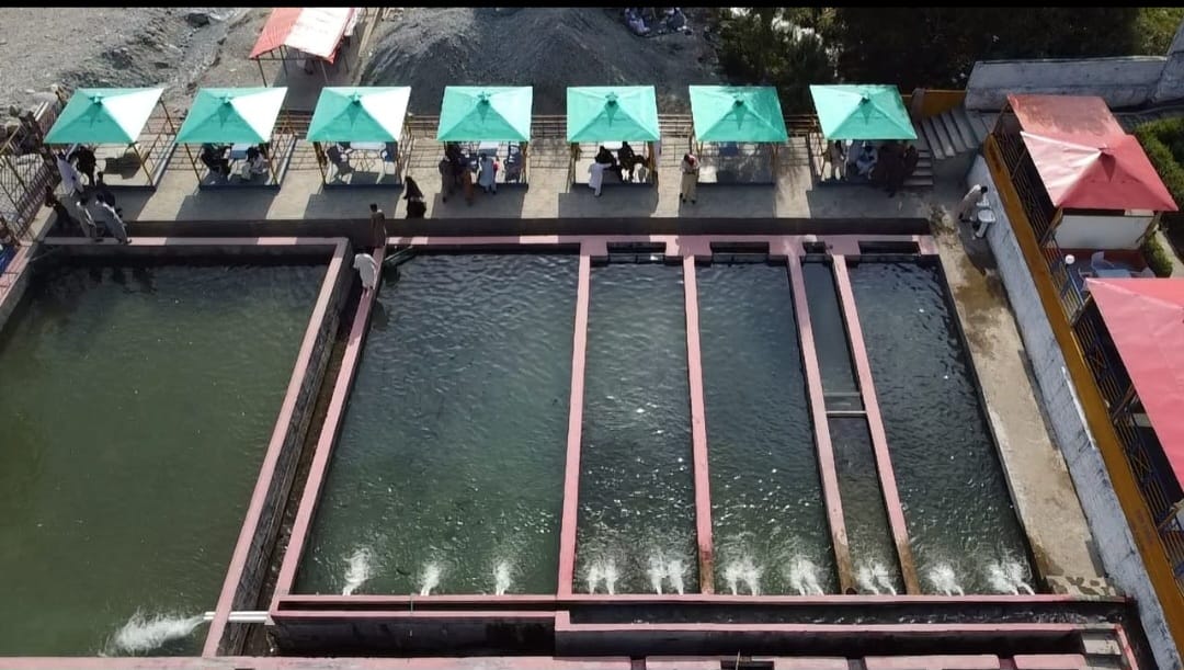 Swat’s ‘Nawab Fish’ Battles Floods: Trout Farming Faces Crisis ...