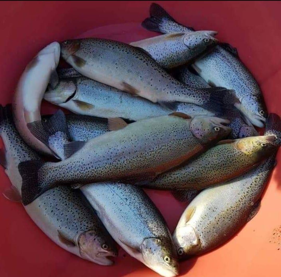 Swat’s ‘Nawab Fish’ Battles Floods: Trout Farming Faces Crisis ...
